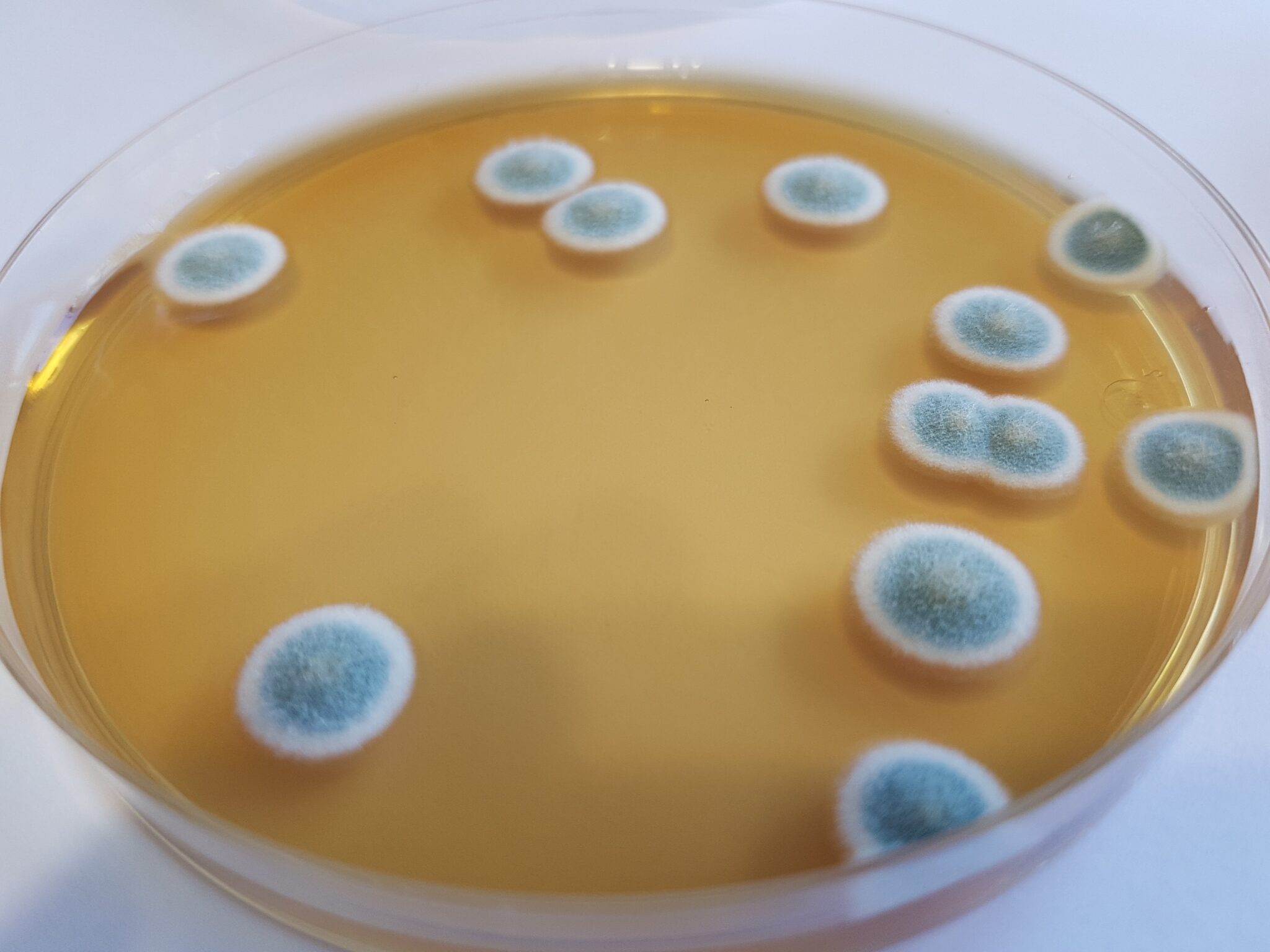 MALT EXTRACT AGAR
