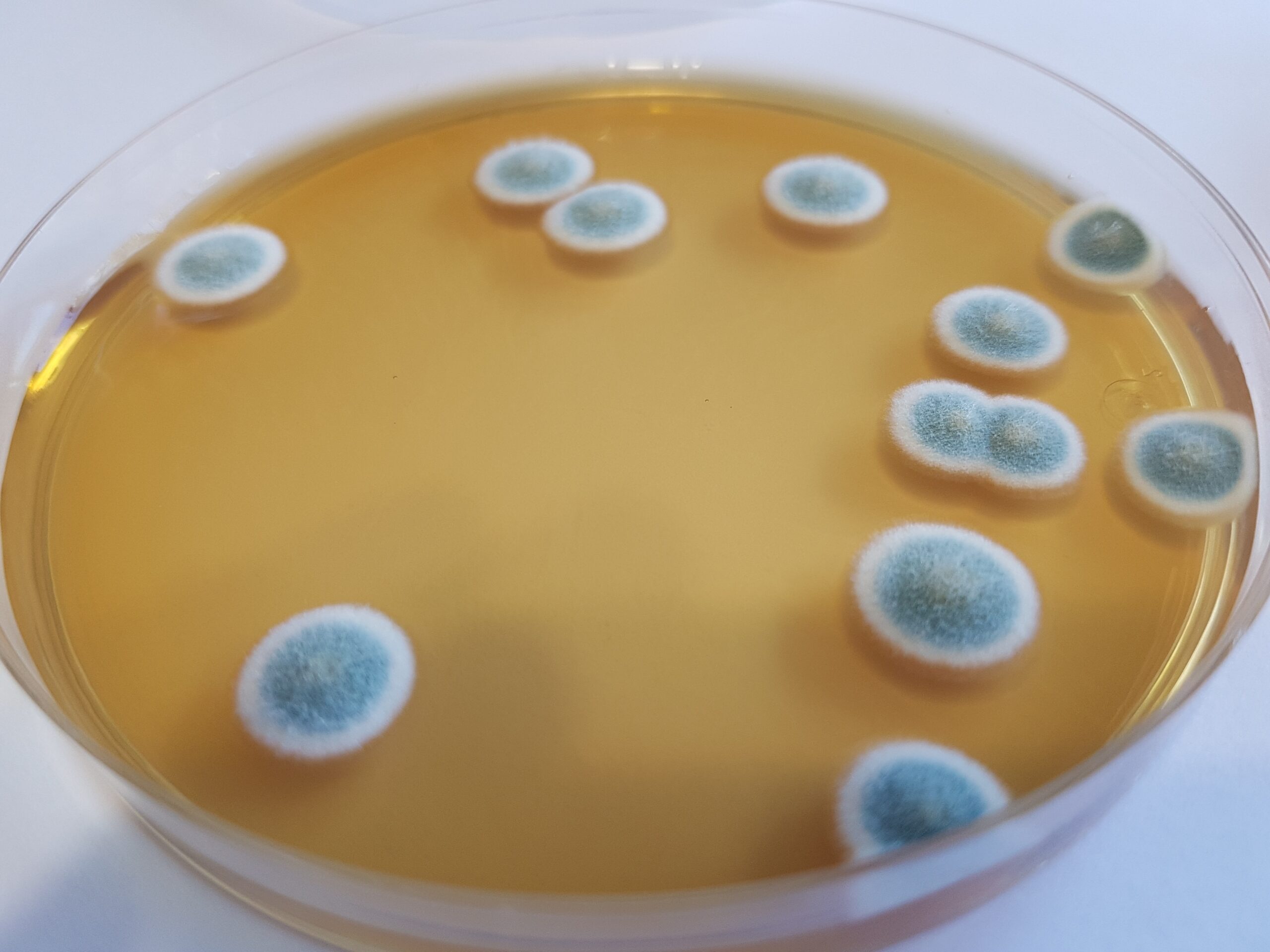 MALT AGAR
