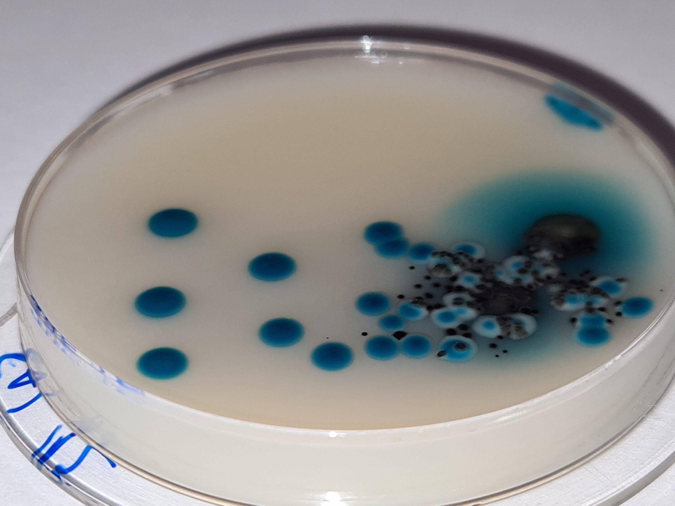 Salmonella cromogénico ABC ISO 6579